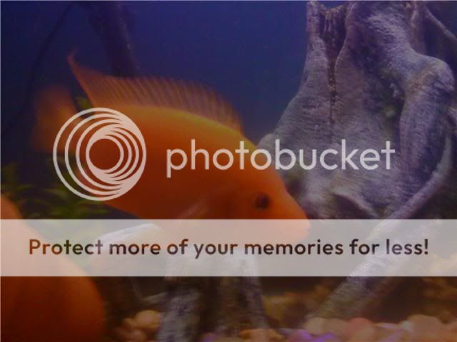 my female red evil | Cichlid Fish Forum