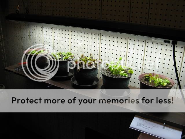 Indoor setups? - FlyTrapCare Forums