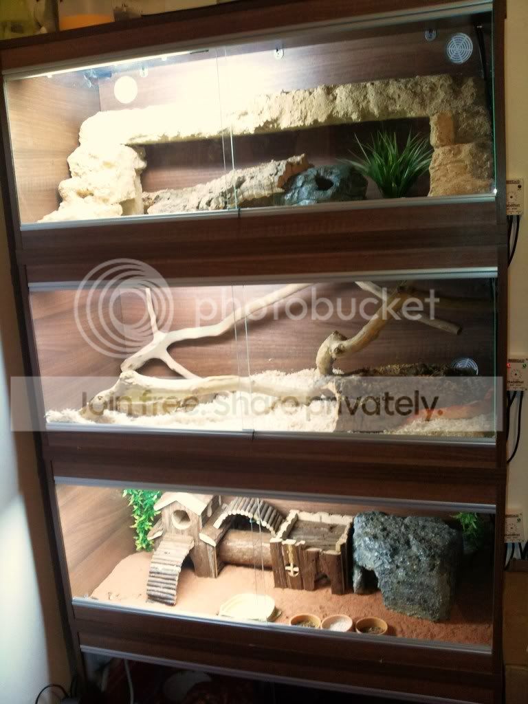 viv stack pic!!! | Reptile Forums